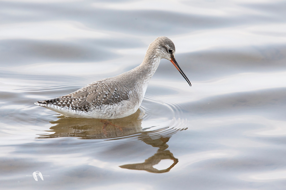 Wetlands & Waders